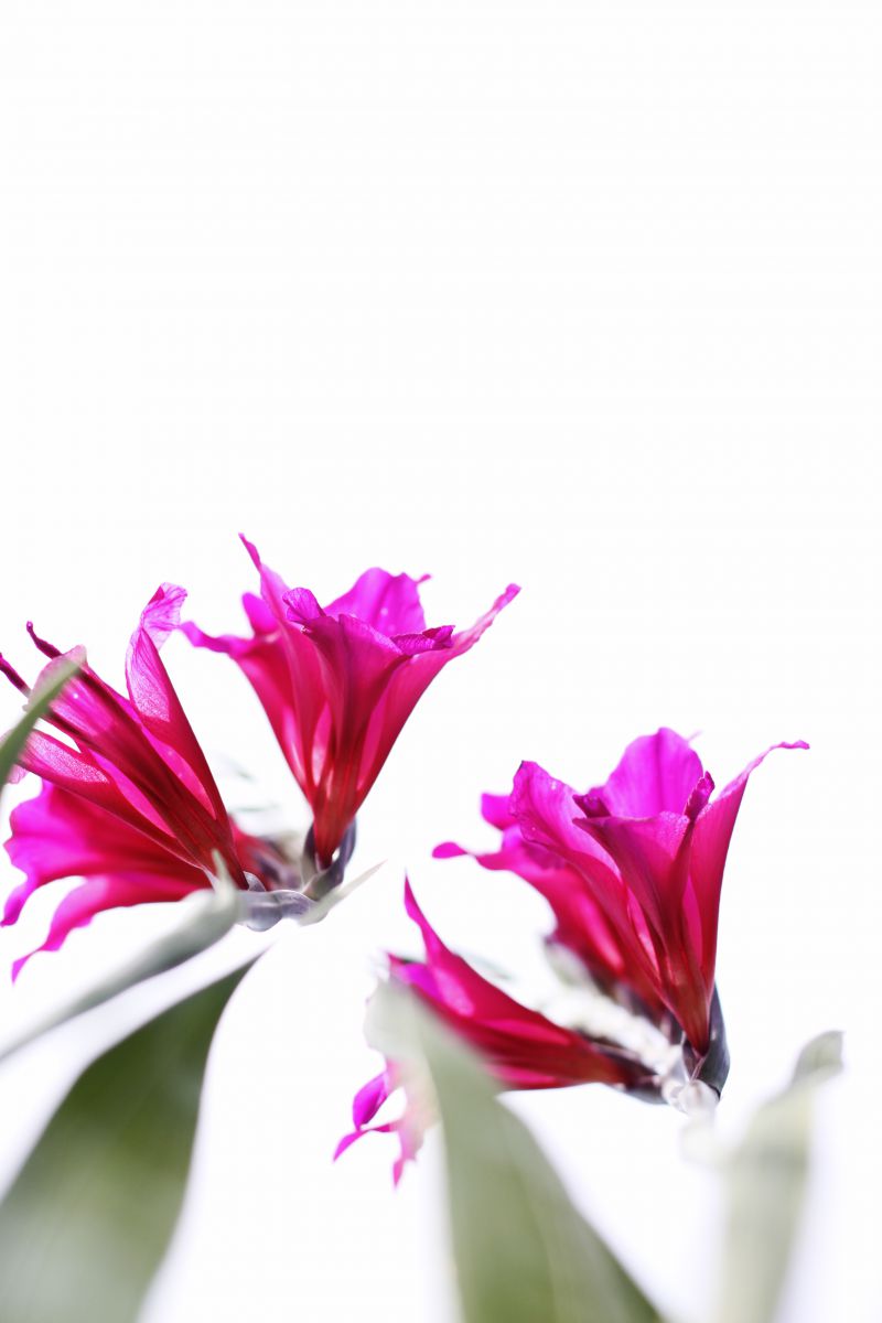 庭の花シリーズ「グラジオラス‐其の弐」High Key Version | GANREF