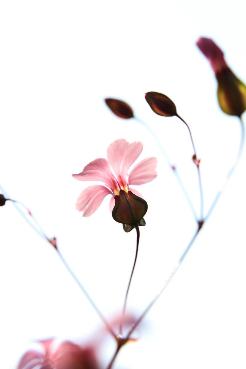 庭の花シリーズ「かすみ草」High Key Version | GANREF