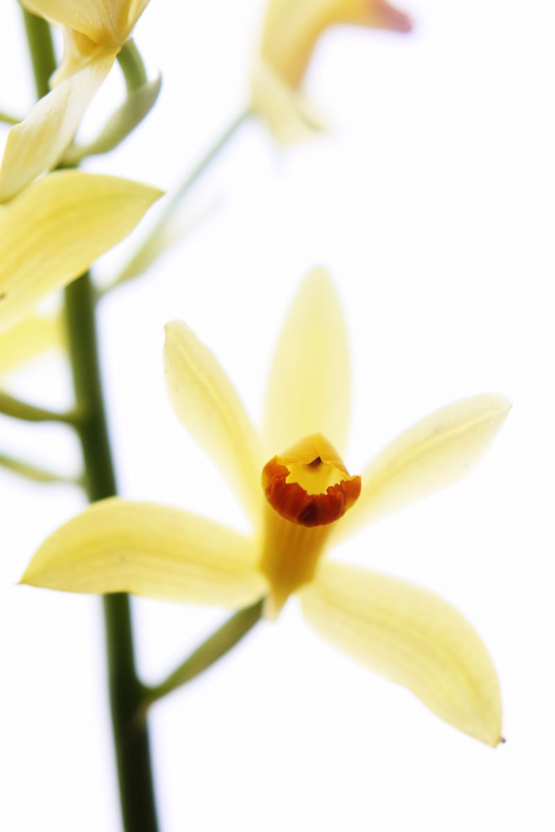 庭の花シリーズ「ガンゼキラン(岩石蘭)」High Key Version | GANREF