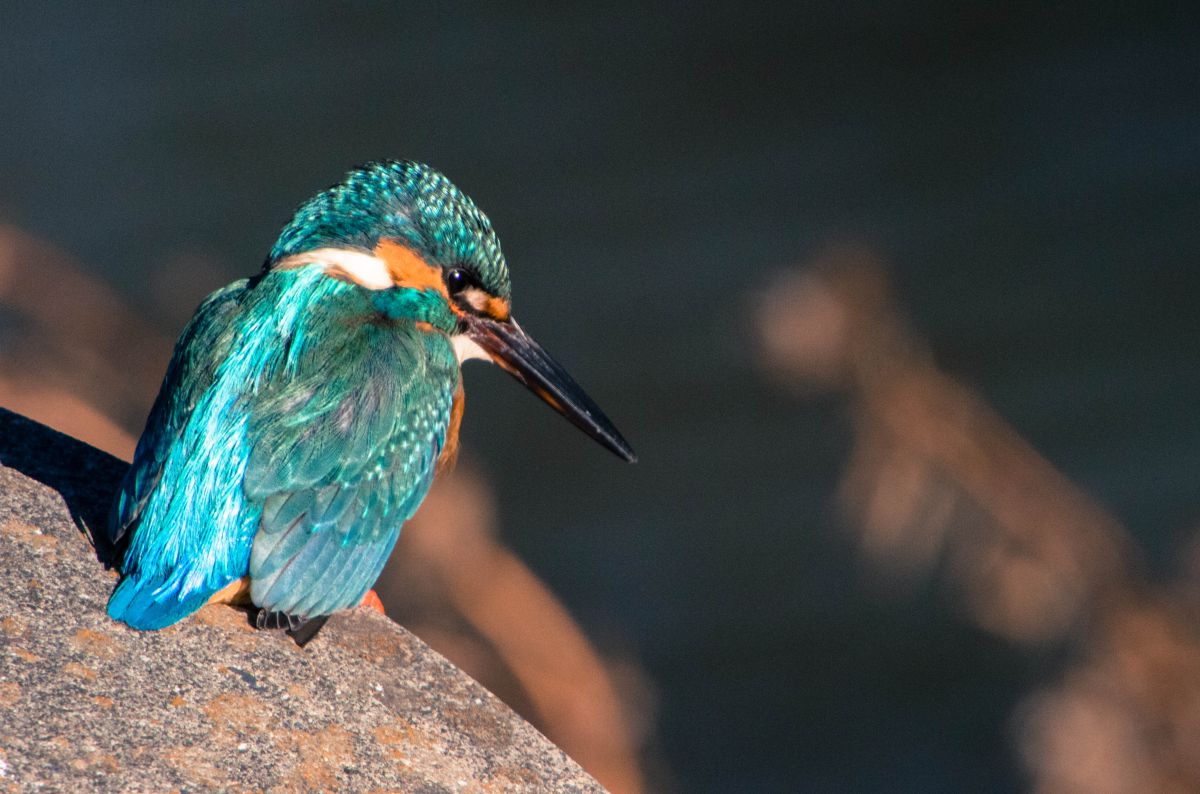 カワセミ再び | GANREF