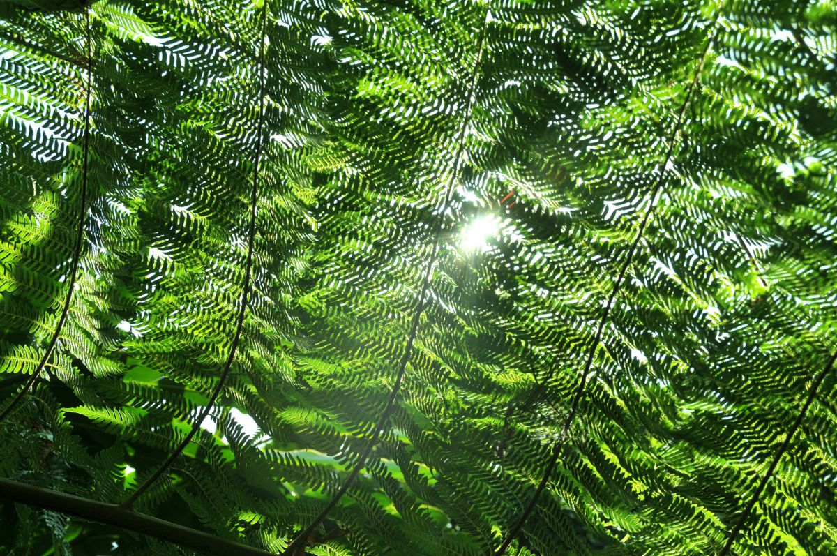 Natural blind | GANREF