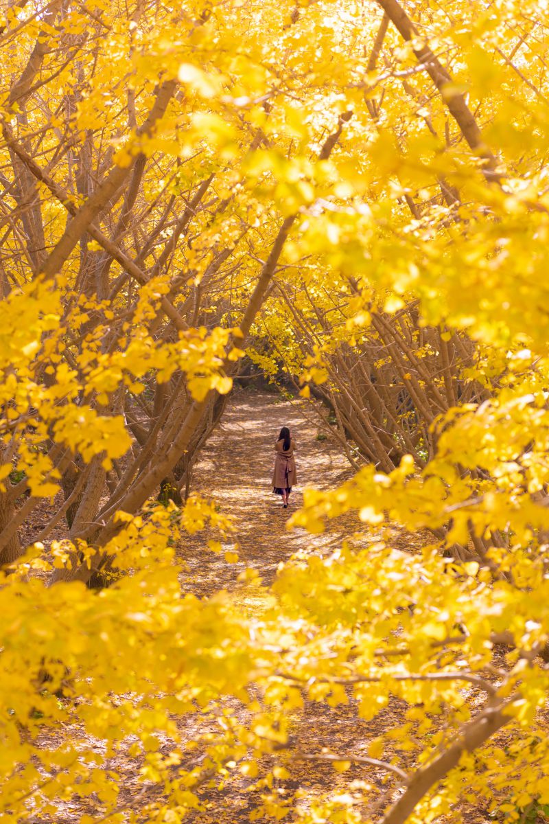 黄色の世界005 | GANREF