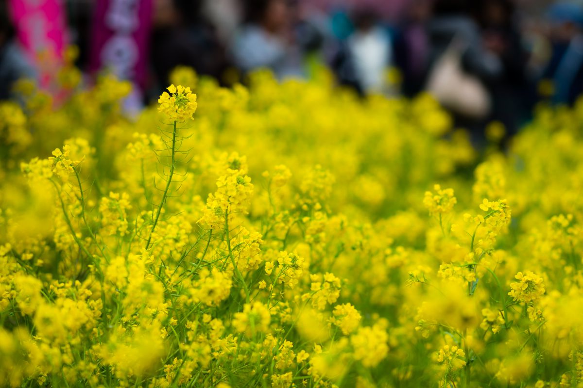 standing tall | GANREF