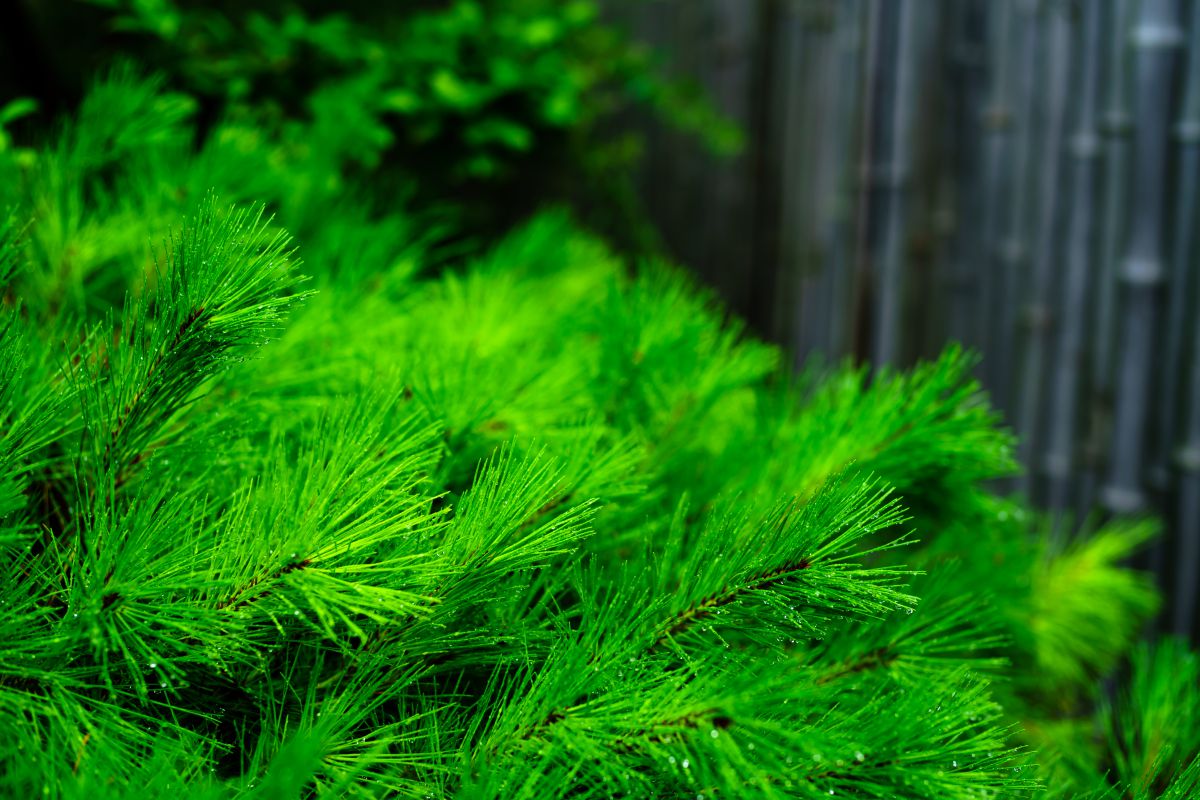 greenish, wet | GANREF