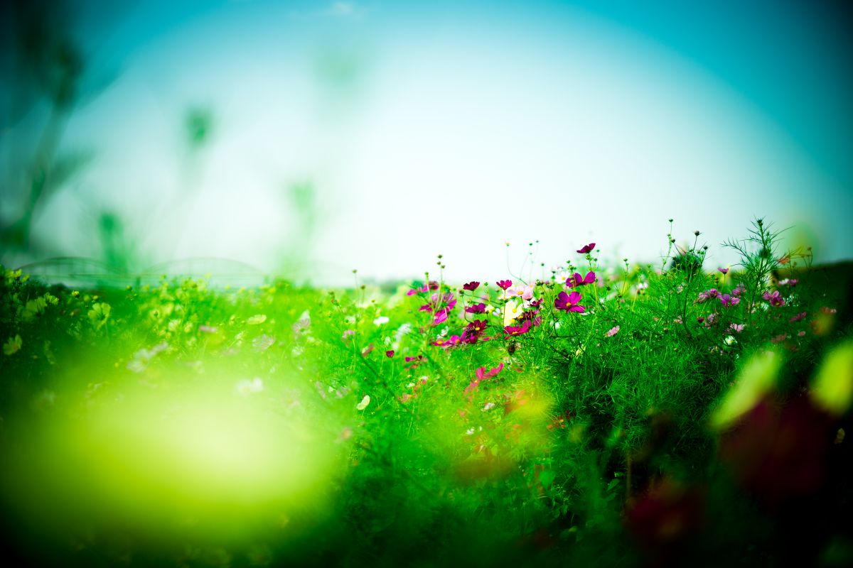 while asleep | GANREF