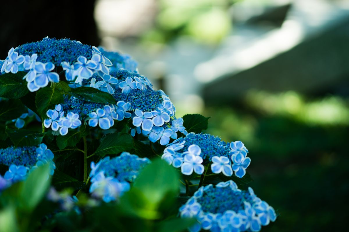 blues - hydrangea | GANREF