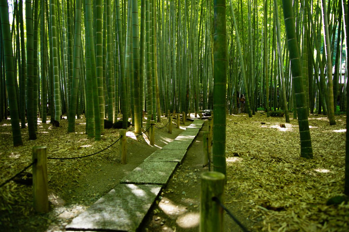 a pavement in bamboo forest | GANREF