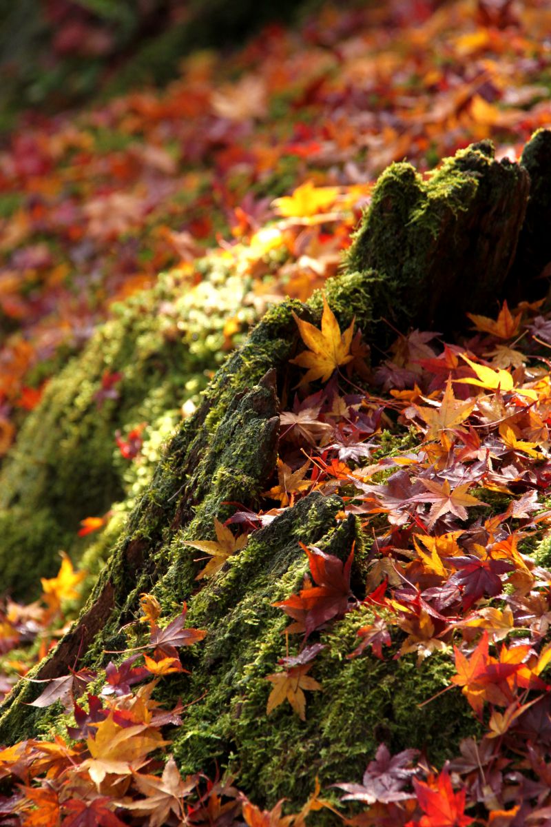 秋、積もる | GANREF