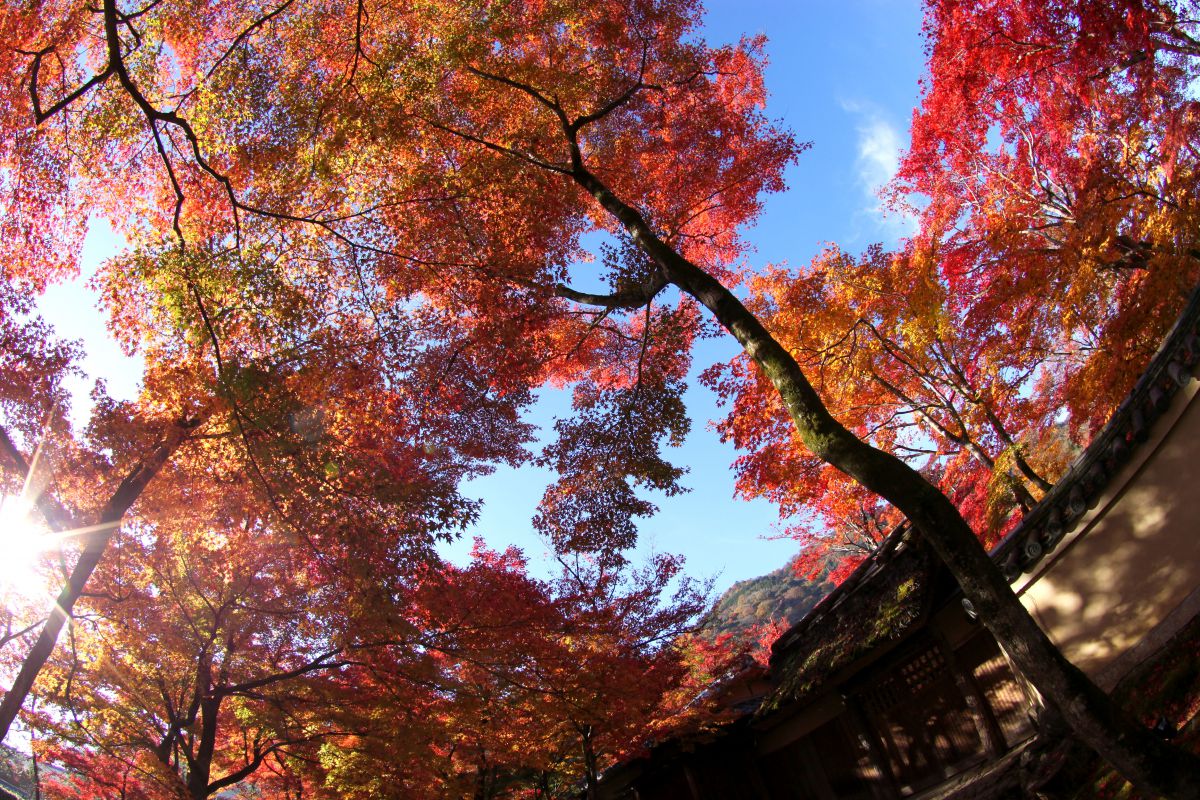 逆光VS順光 | GANREF