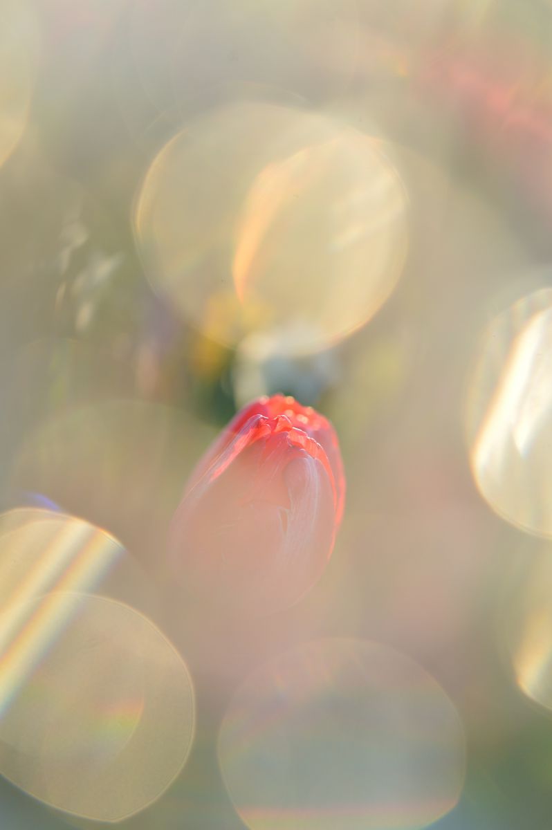 チューリップの気持ち | GANREF