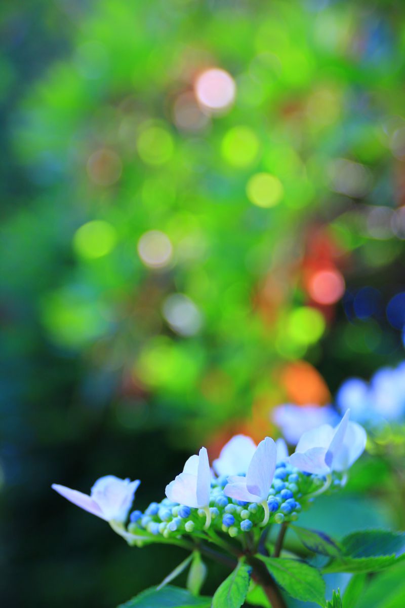 マーブル・バブル | GANREF