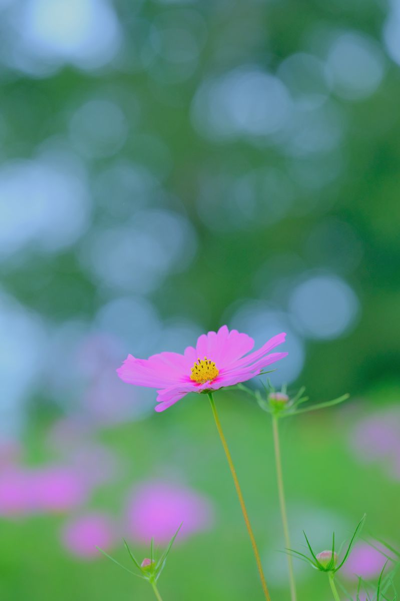 Yesterday Once More | GANREF