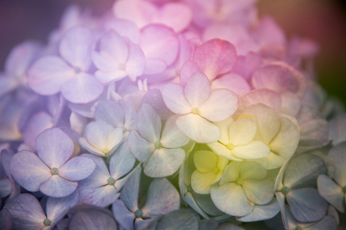 DEBUT（デビュー） | GANREF