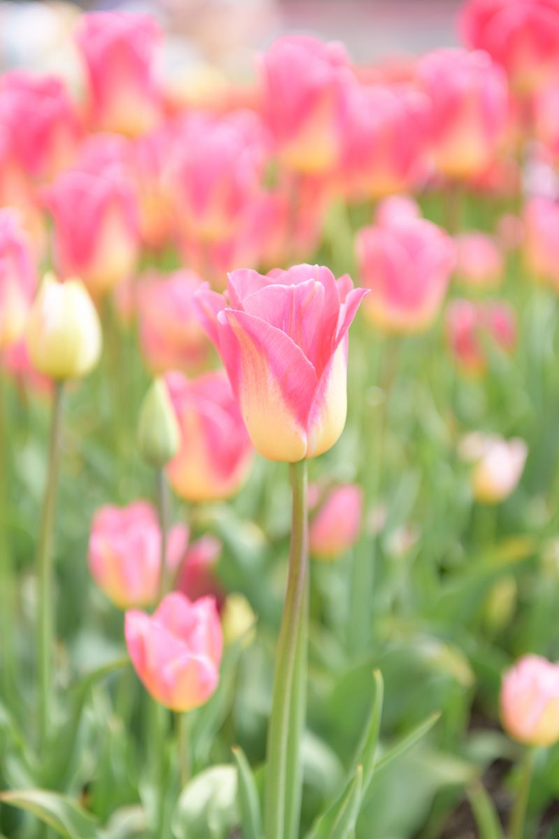 Pink Tulip | GANREF