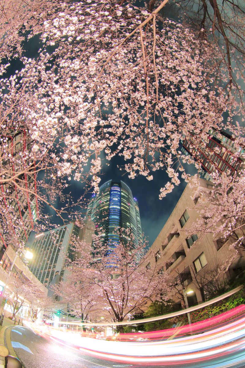 RoppongiHills and cherry blossoms | GANREF
