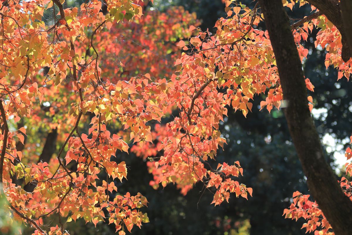 Autumn Leaf | GANREF