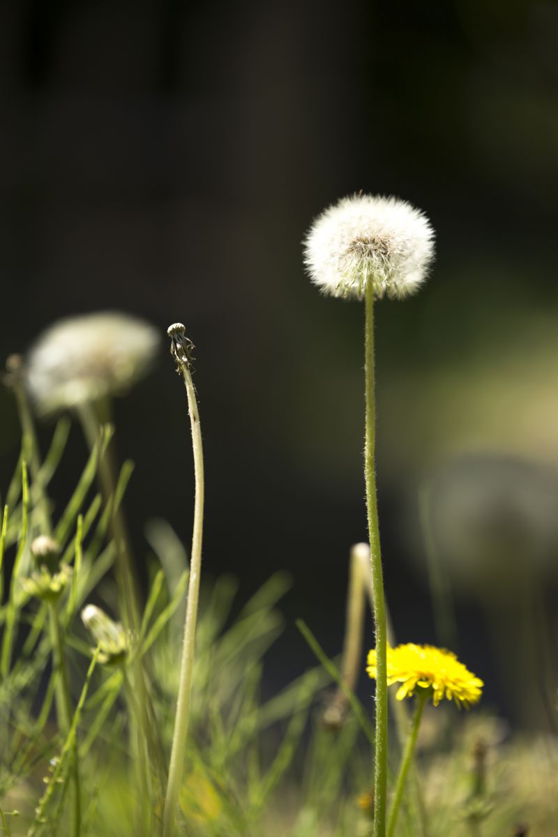 Before or After | GANREF