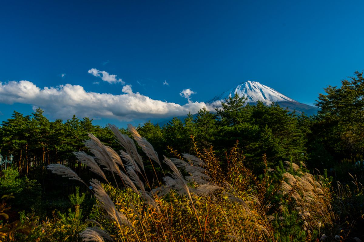 秋の装い.jpg | GANREF