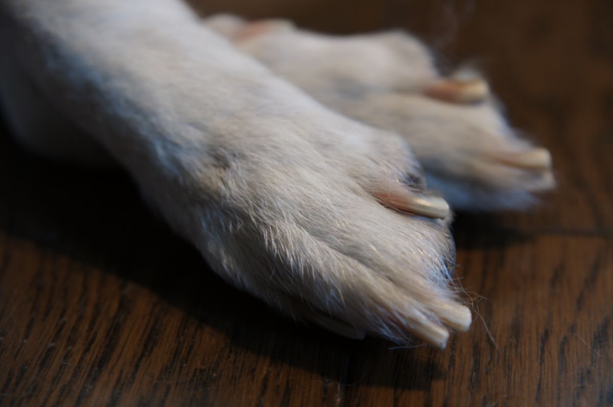 愛犬（4） | GANREF