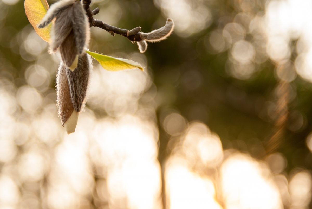 春の耳飾り | GANREF