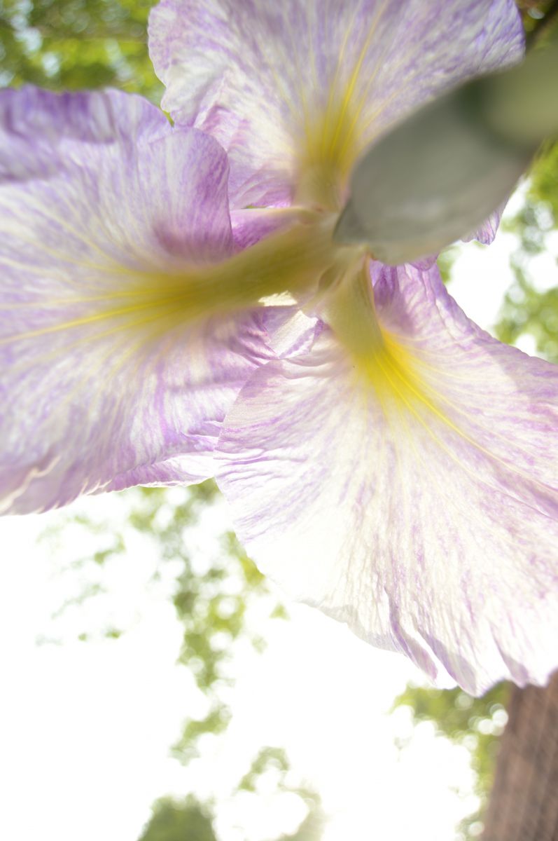 限りなく透明に近いパープル | GANREF