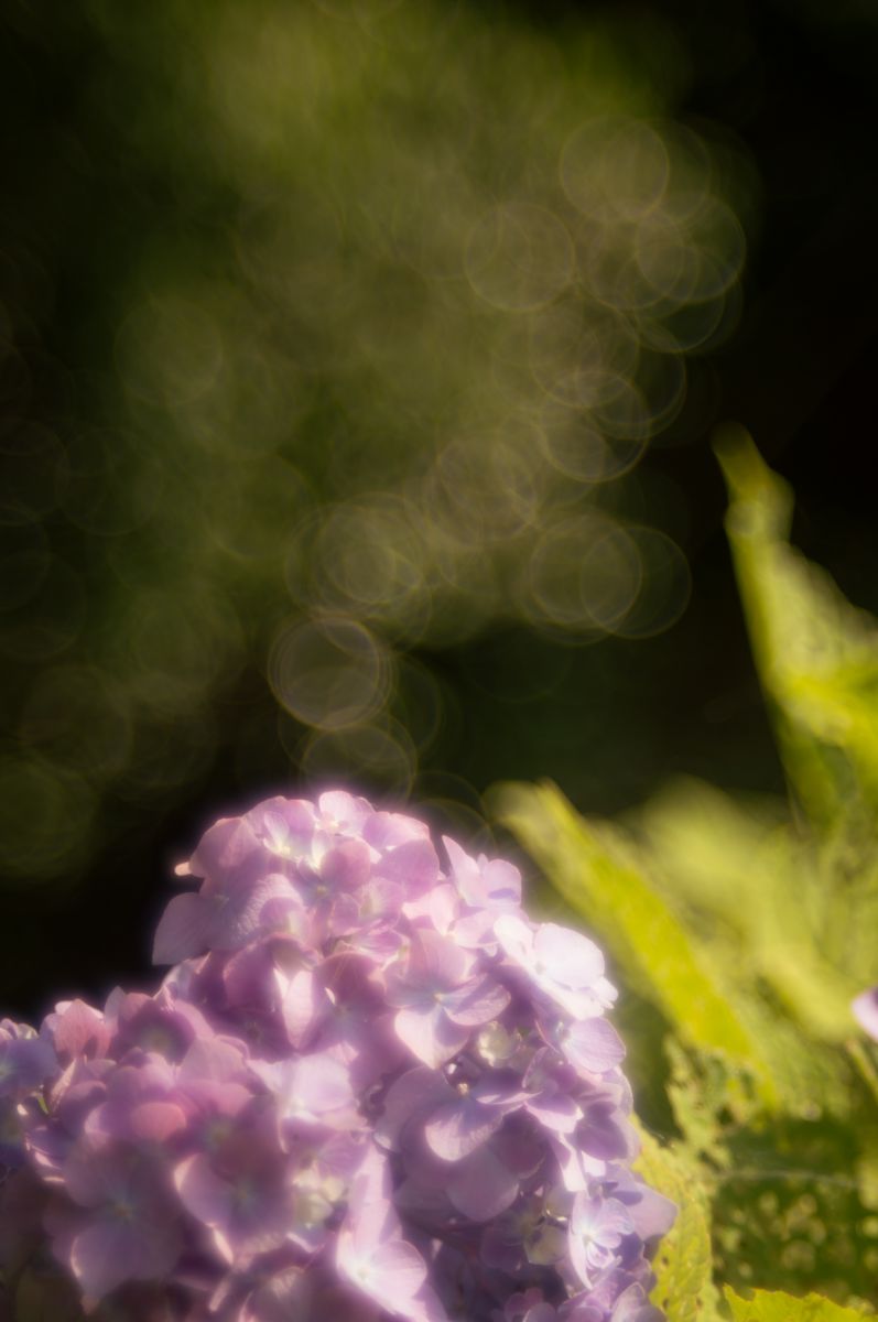 あじさいの吐息 | GANREF