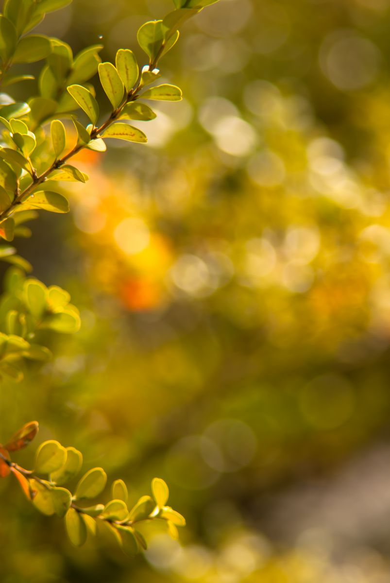 春の昼下がり | GANREF