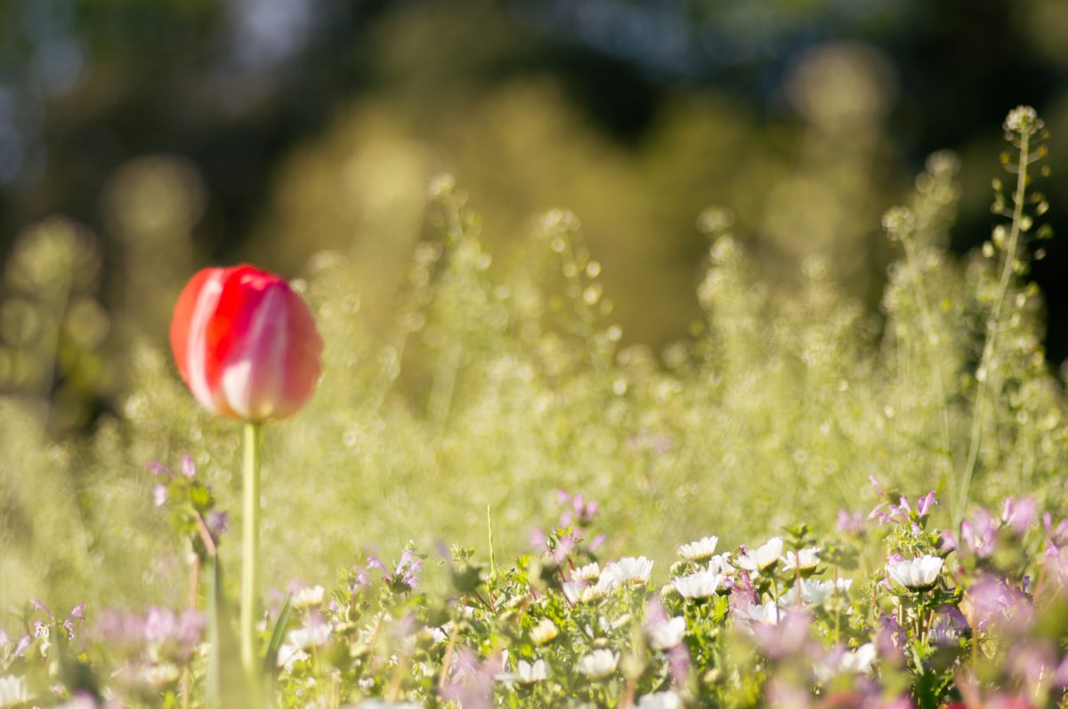 アンニュイな朝 | GANREF