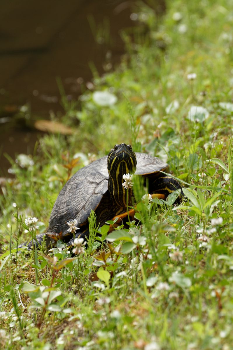 何見てんのヨ！ | GANREF