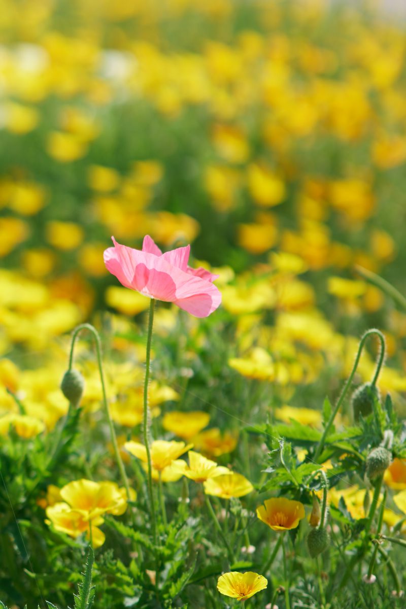 Pink on Yellows | GANREF