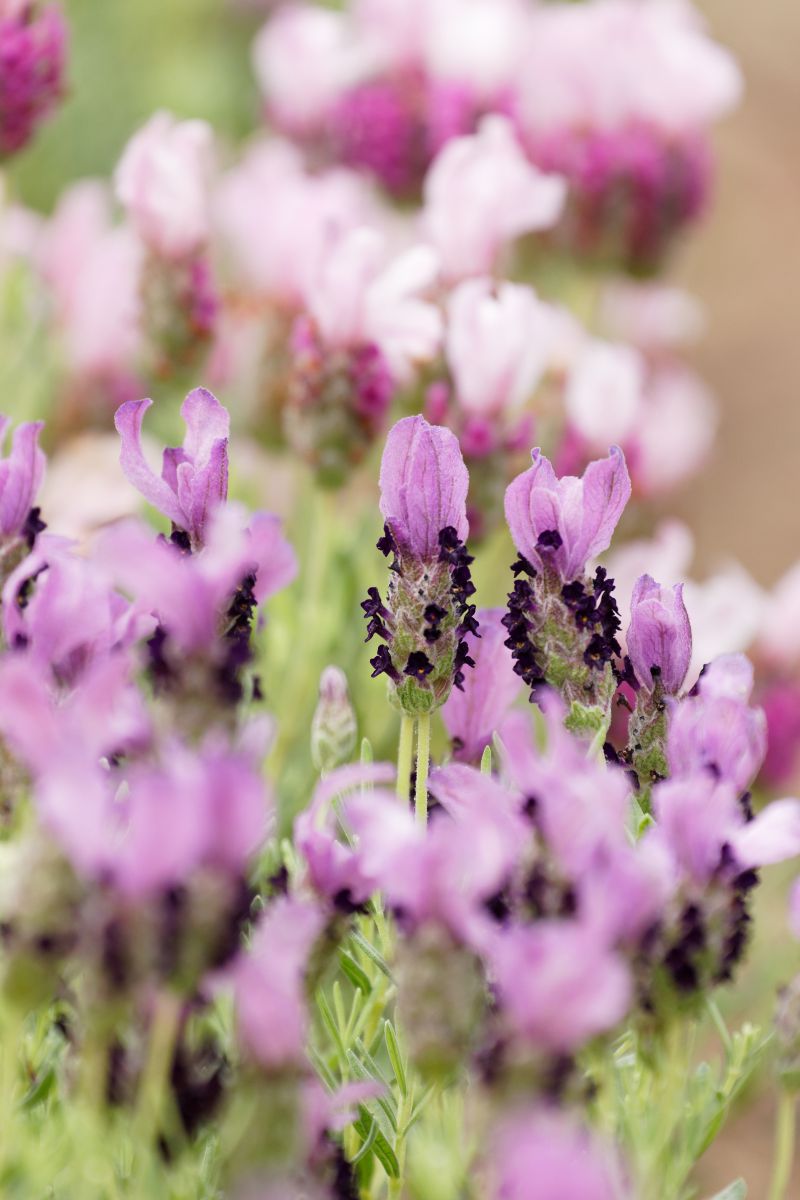 French lavender | GANREF