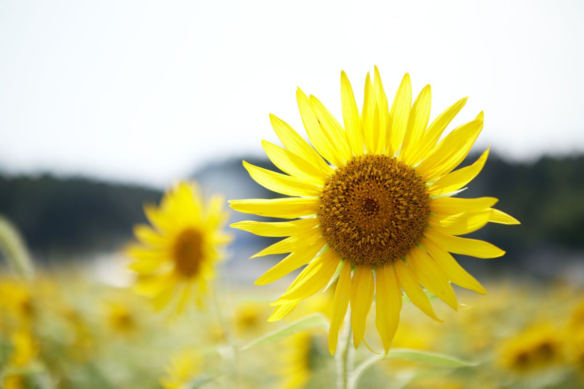 Sunflower 2 | GANREF