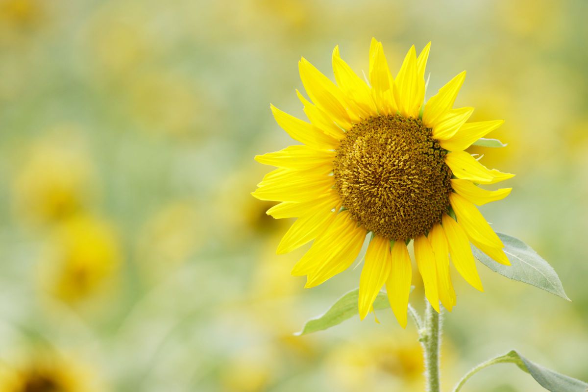 Sunflower 3 | GANREF