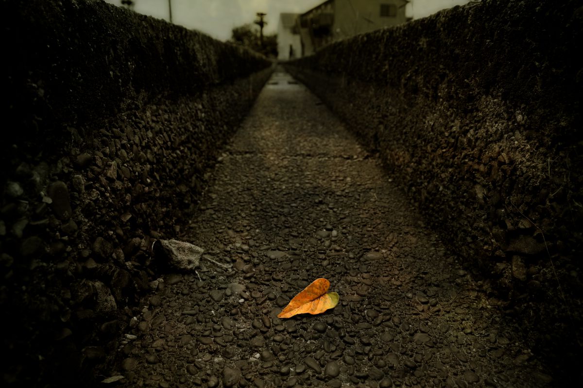 A lonely fall | GANREF