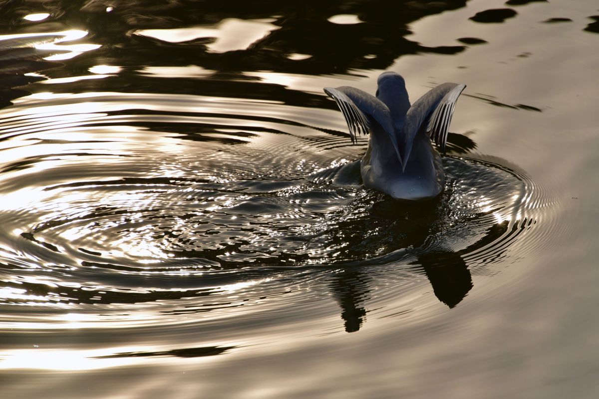 Liquid metal | GANREF