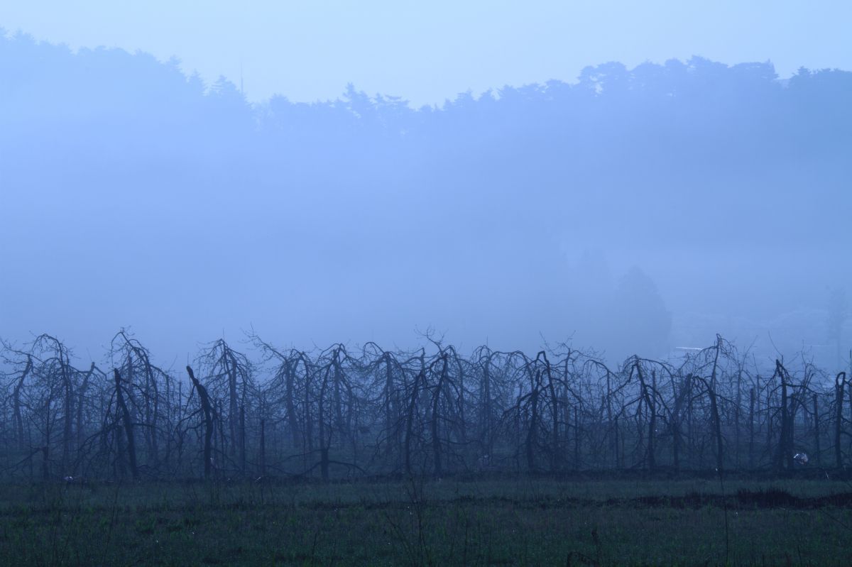 妖樹の軍勢 | GANREF