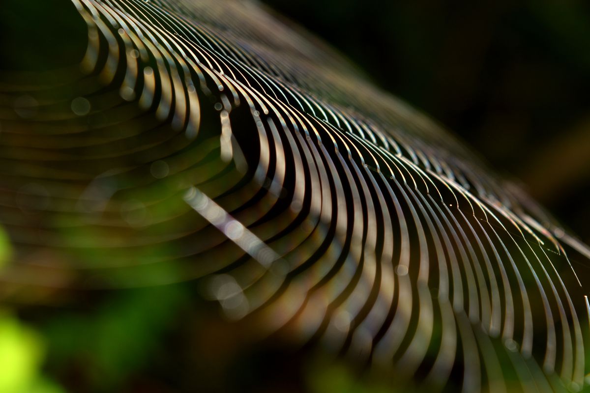 METALLIC WEB | GANREF