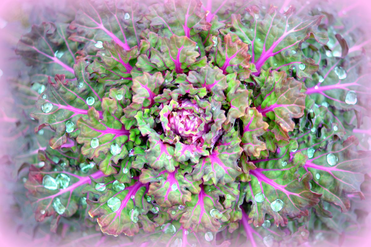 POWERFUL VEGETABLE | GANREF