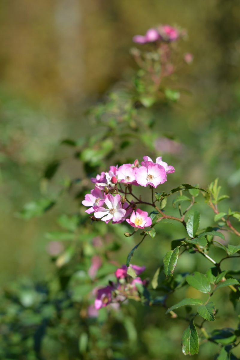 D600で新宿御苑＋ai-s105f2.5 | GANREF