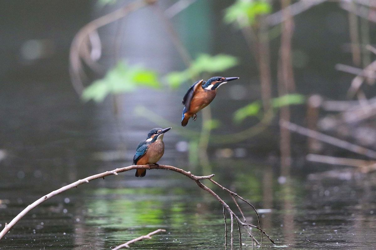 カワセミ | GANREF