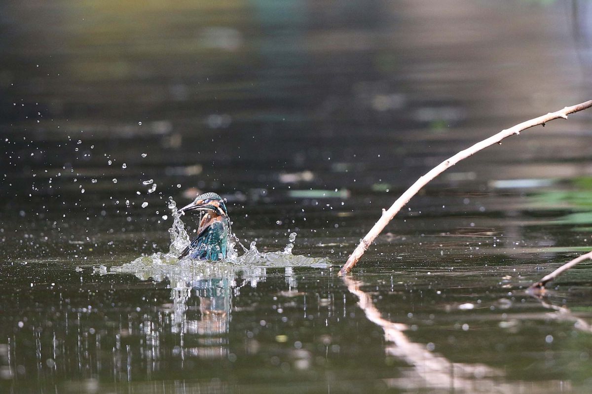 狩りの練習 | GANREF