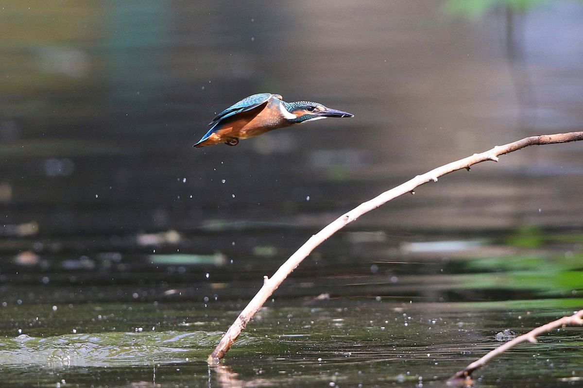 カワセミ 狩りの練習 | GANREF