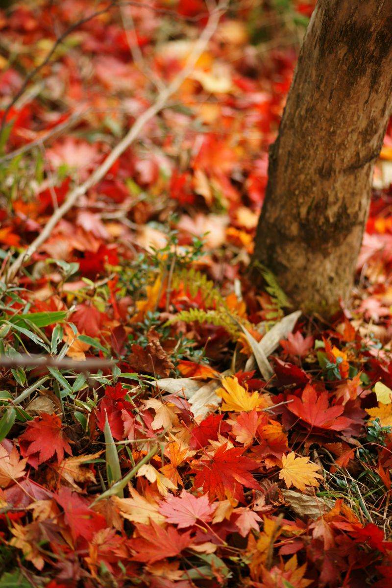 茶臼山の紅葉 | GANREF