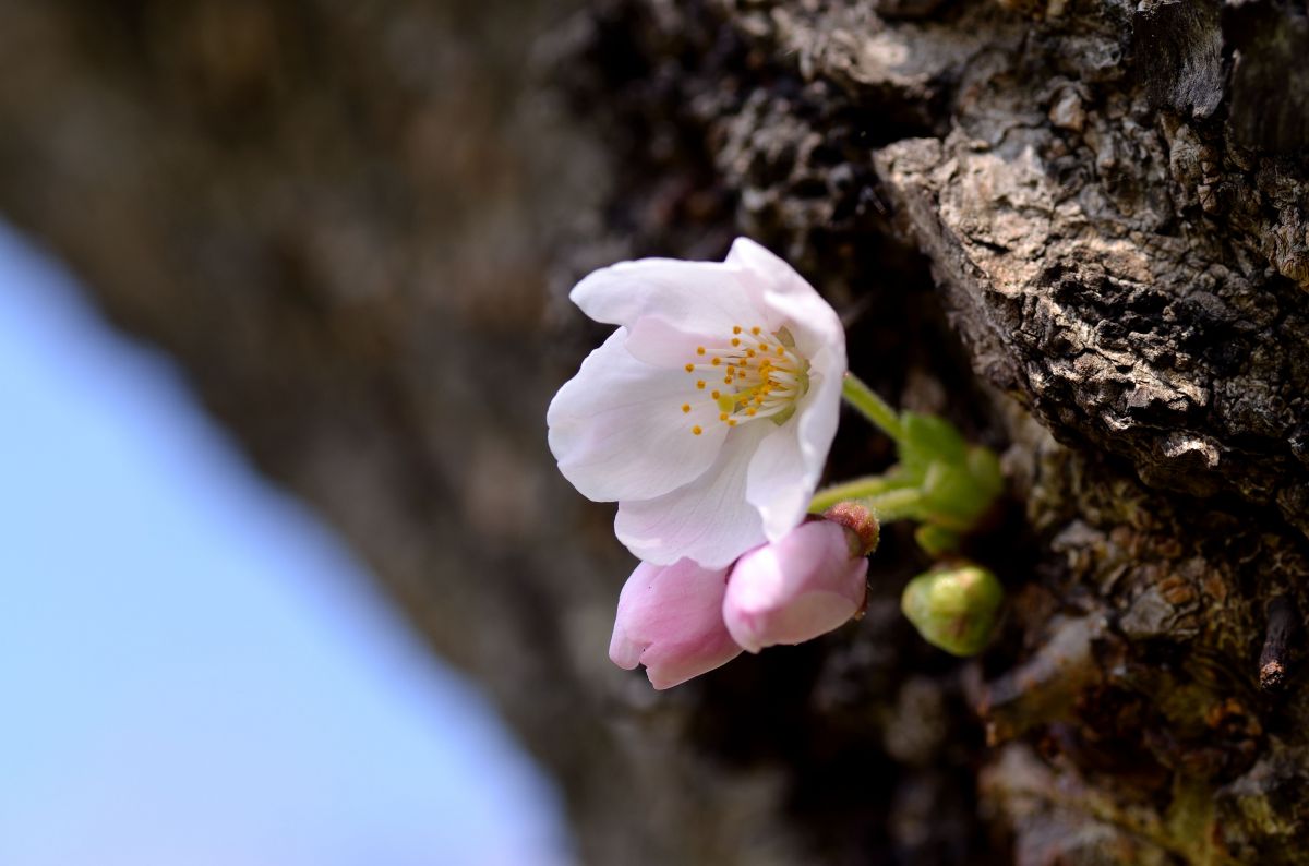 一輪咲き | GANREF