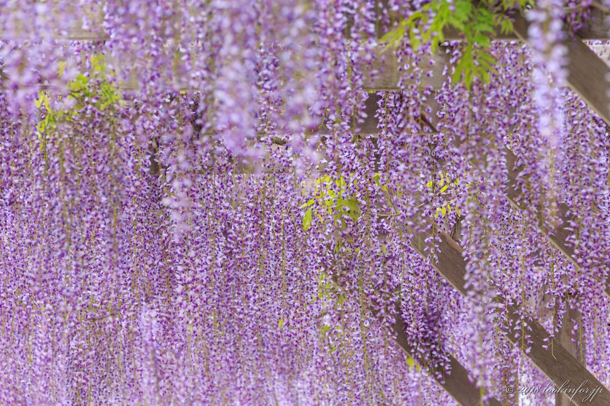 Violet Falls | GANREF