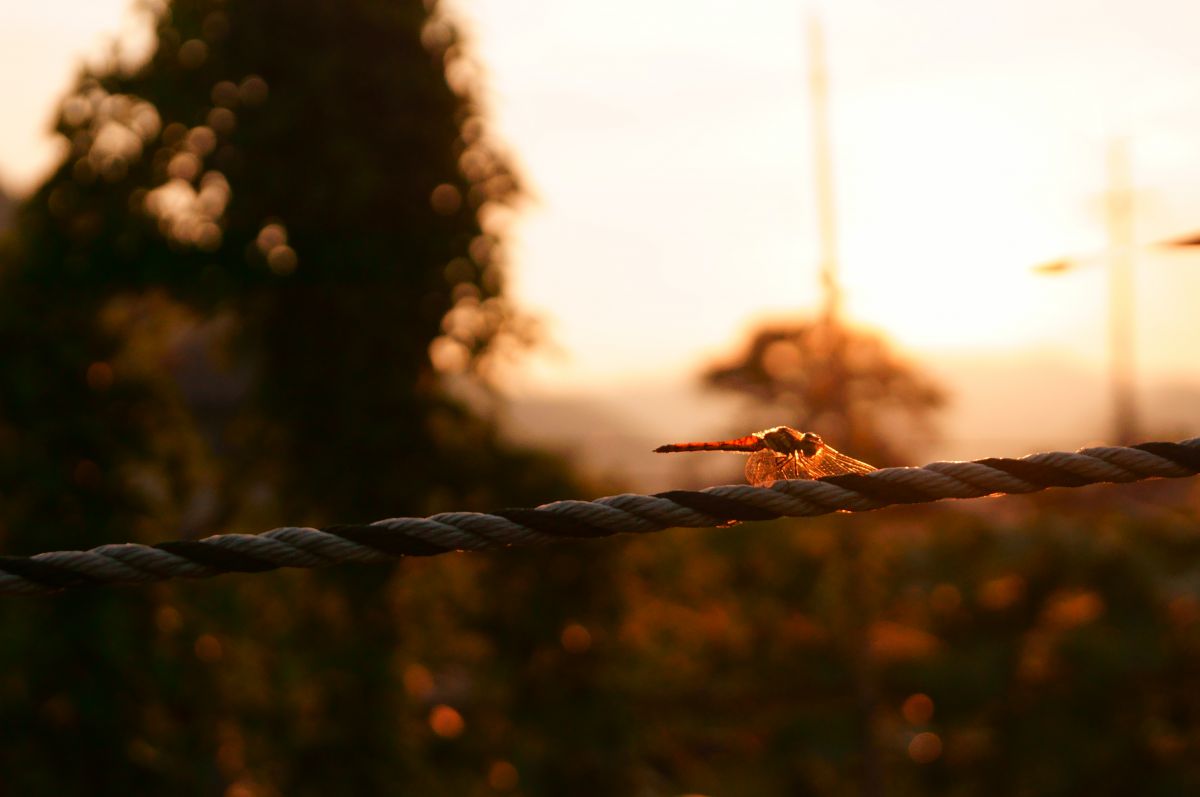 里の夕暮れ | GANREF