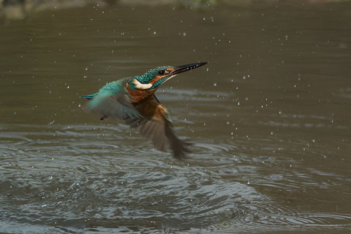 カワさん 飛翔シーン その11 | GANREF