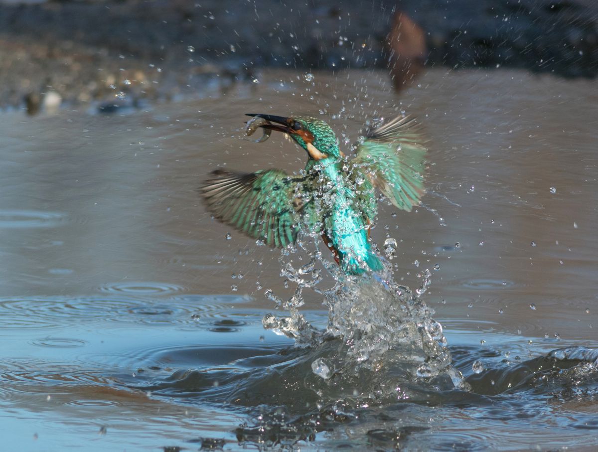 バシャ～ | GANREF