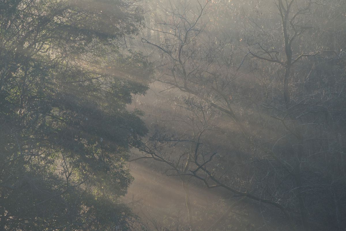 木々の間をぬって | GANREF