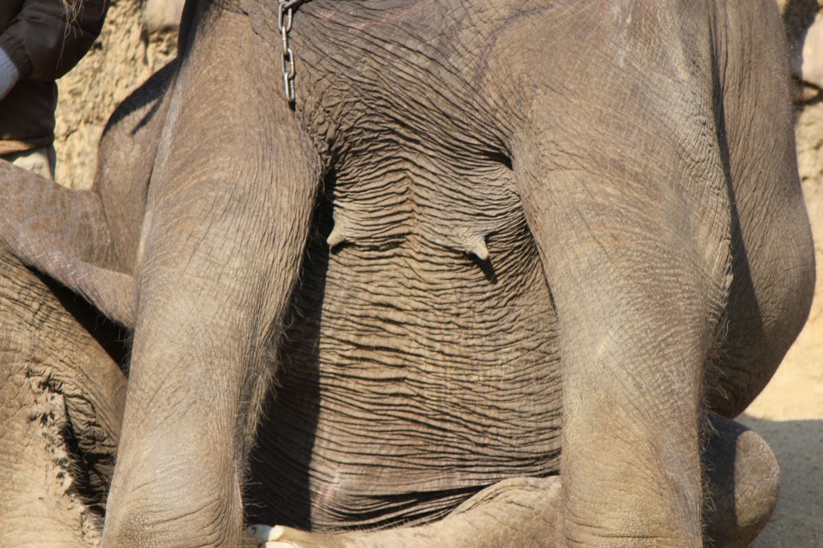 乳首 チクビ CHIKUBI | GANREF